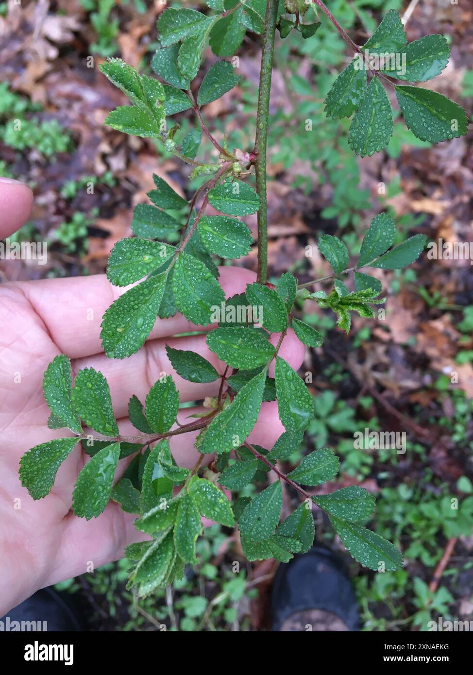 multiflora rose (Rosa multiflora) Plantae Stock Photo - Alamy