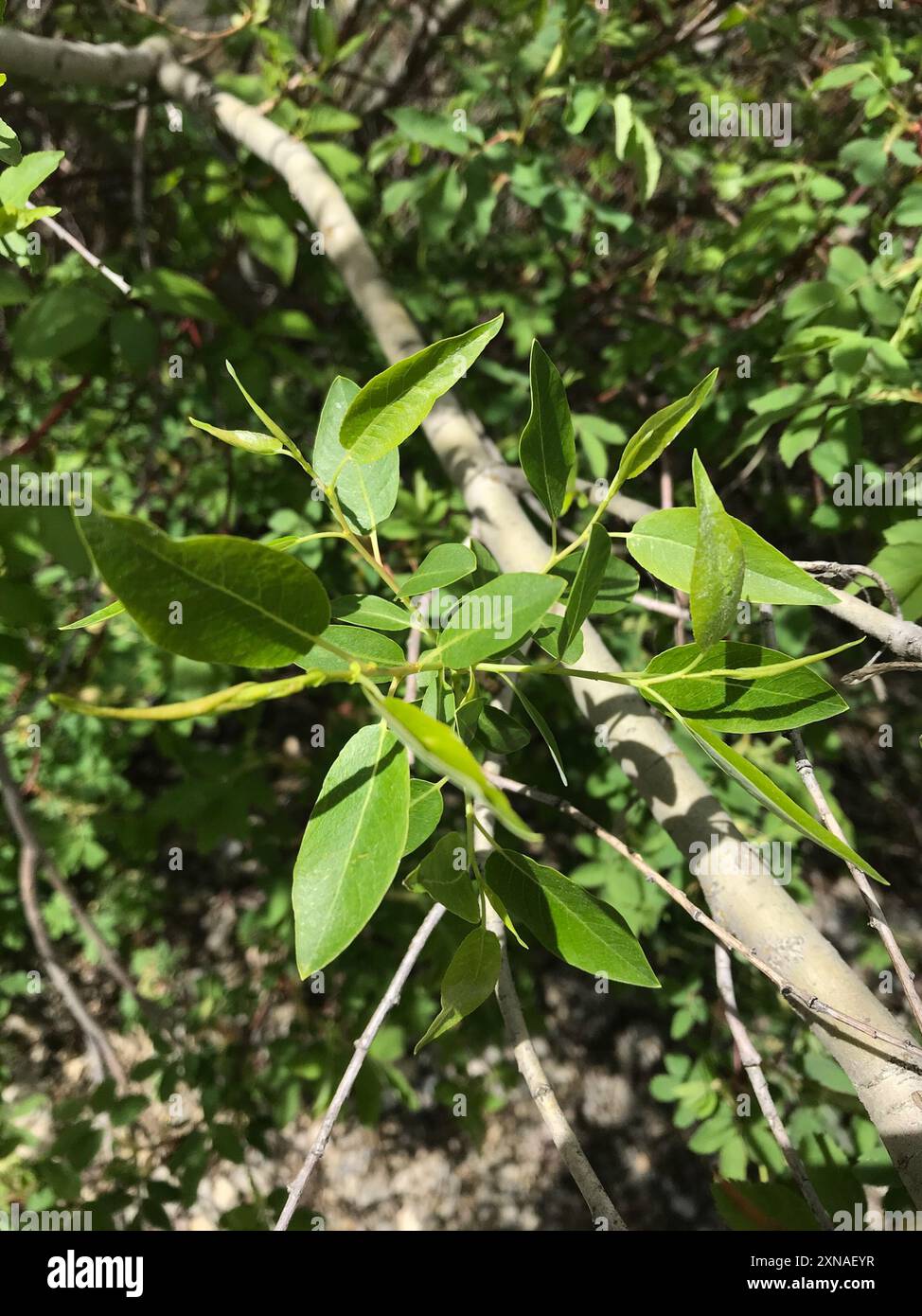 yellow willow (Salix lutea) Plantae Stock Photo - Alamy