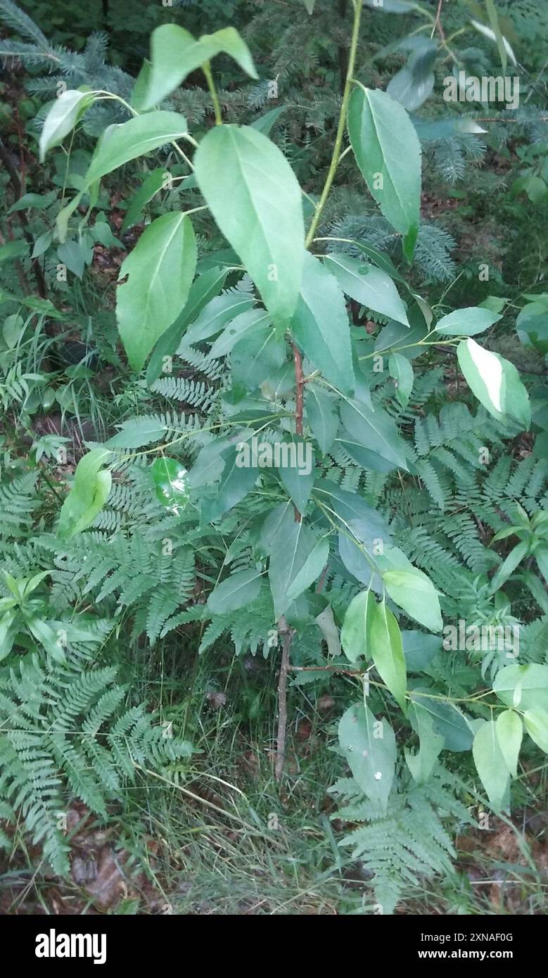 balsam poplar (Populus balsamifera) Plantae Stock Photo - Alamy