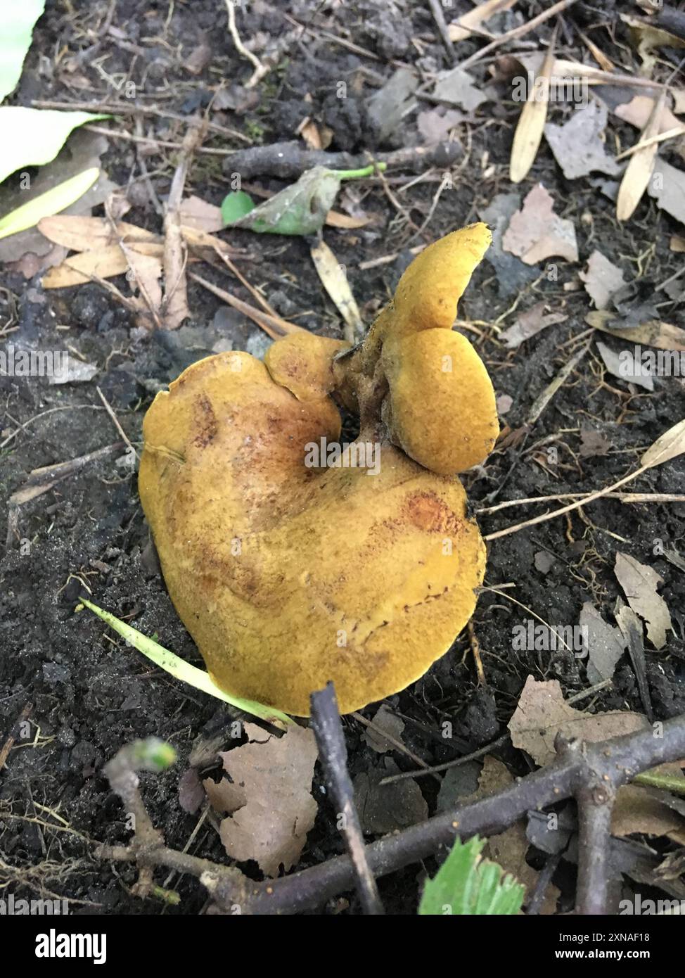 Boletinellus merulioides hi-res stock photography and images - Alamy