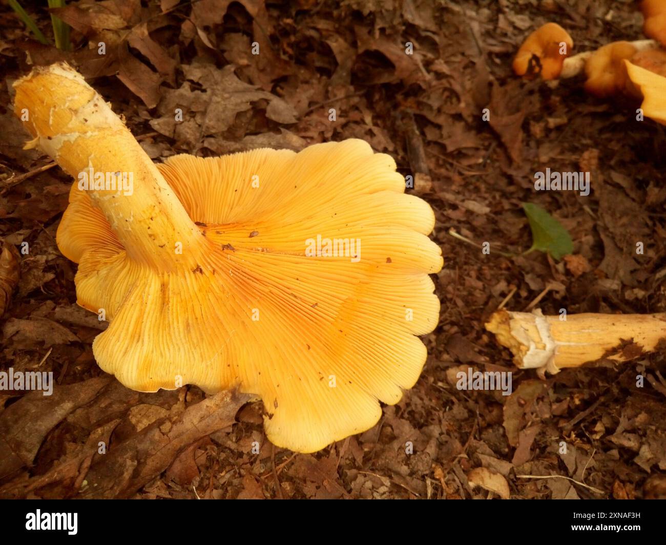 Eastern American jack-o'-lantern (Omphalotus illudens) Fungi Stock ...