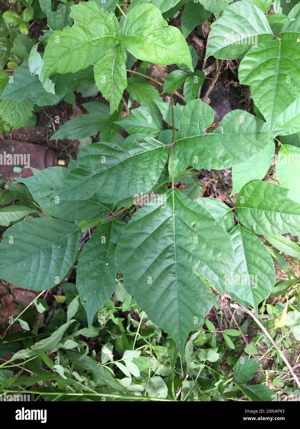 eastern poison ivy (Toxicodendron radicans) Plantae Stock Photo - Alamy