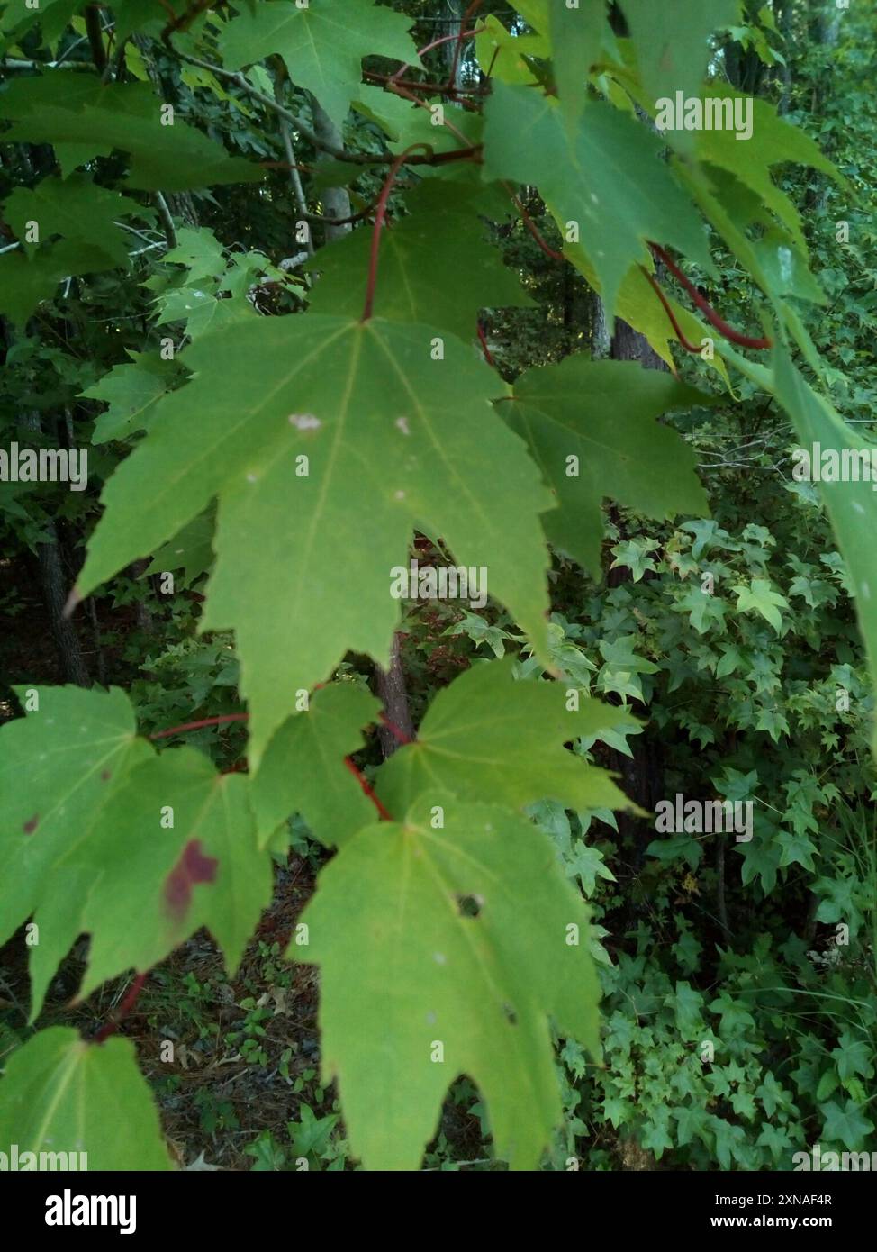 red maple (Acer rubrum) Plantae Stock Photo - Alamy