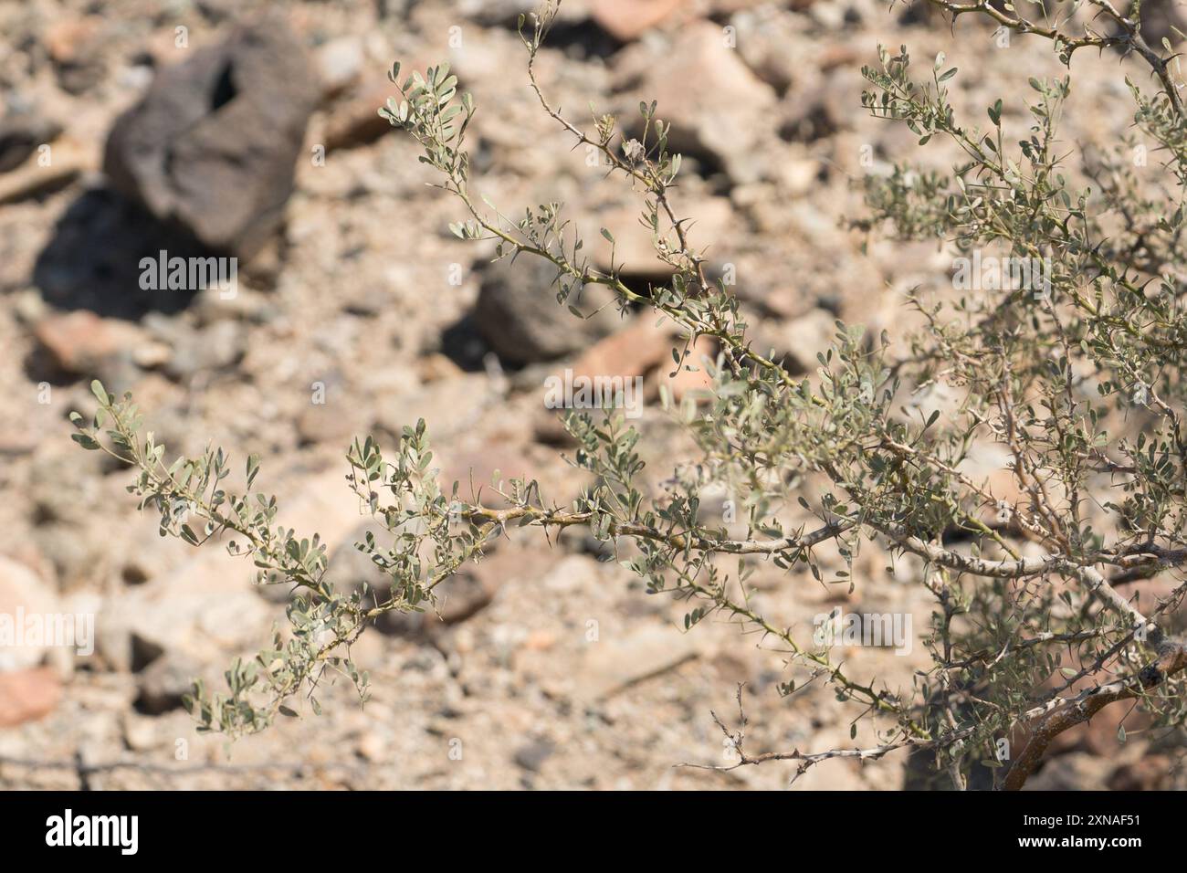 desert ironwood (Olneya tesota) Plantae Stock Photo - Alamy