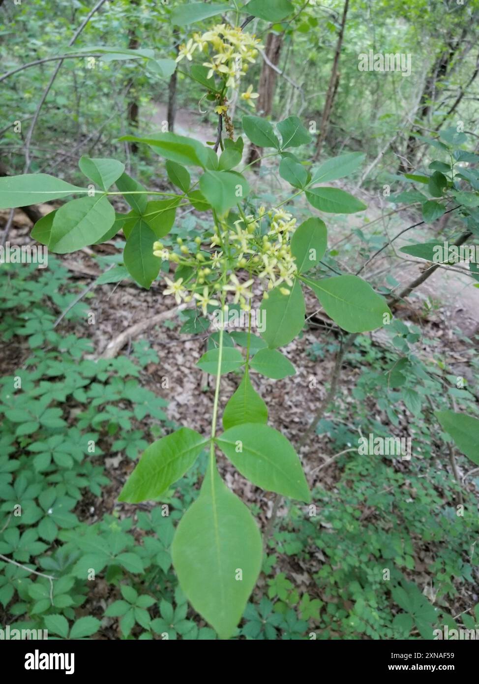 common hoptree (Ptelea trifoliata) Plantae Stock Photo - Alamy