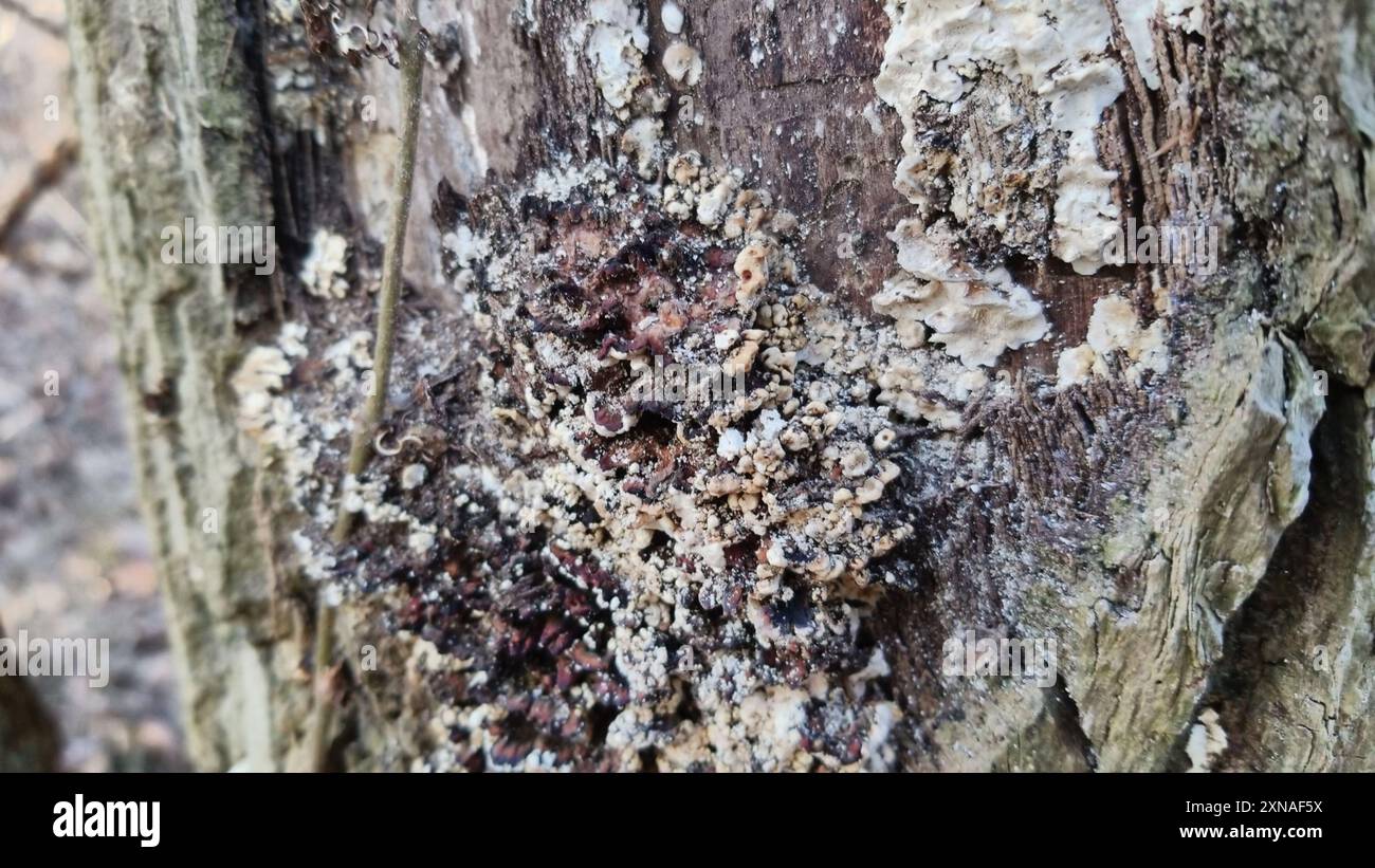 split porecrust (Xylodon paradoxus) Fungi Stock Photo - Alamy