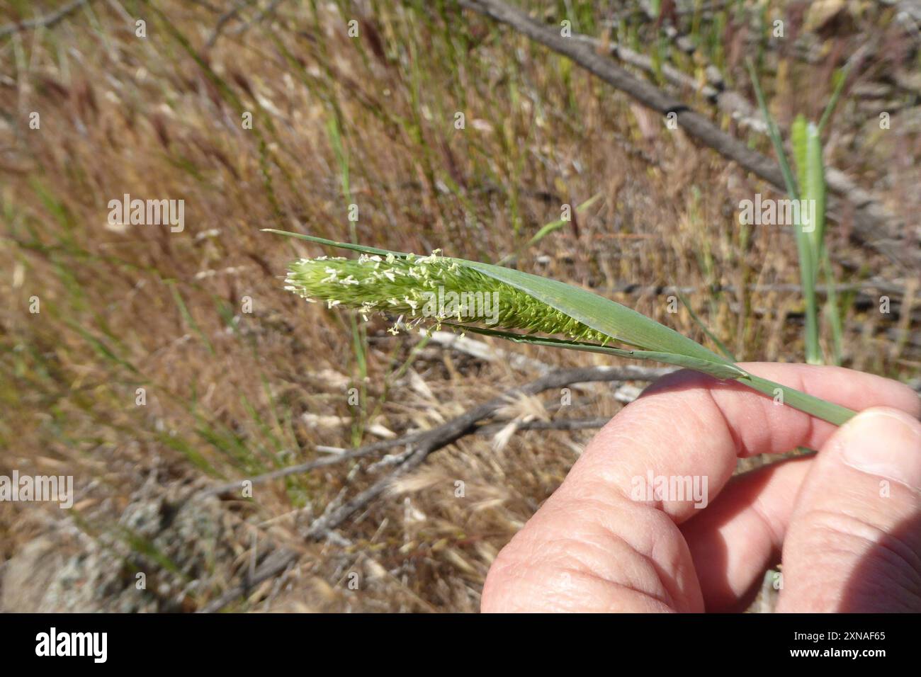 Awned Canary-grass (Phalaris paradoxa) Plantae Stock Photo - Alamy