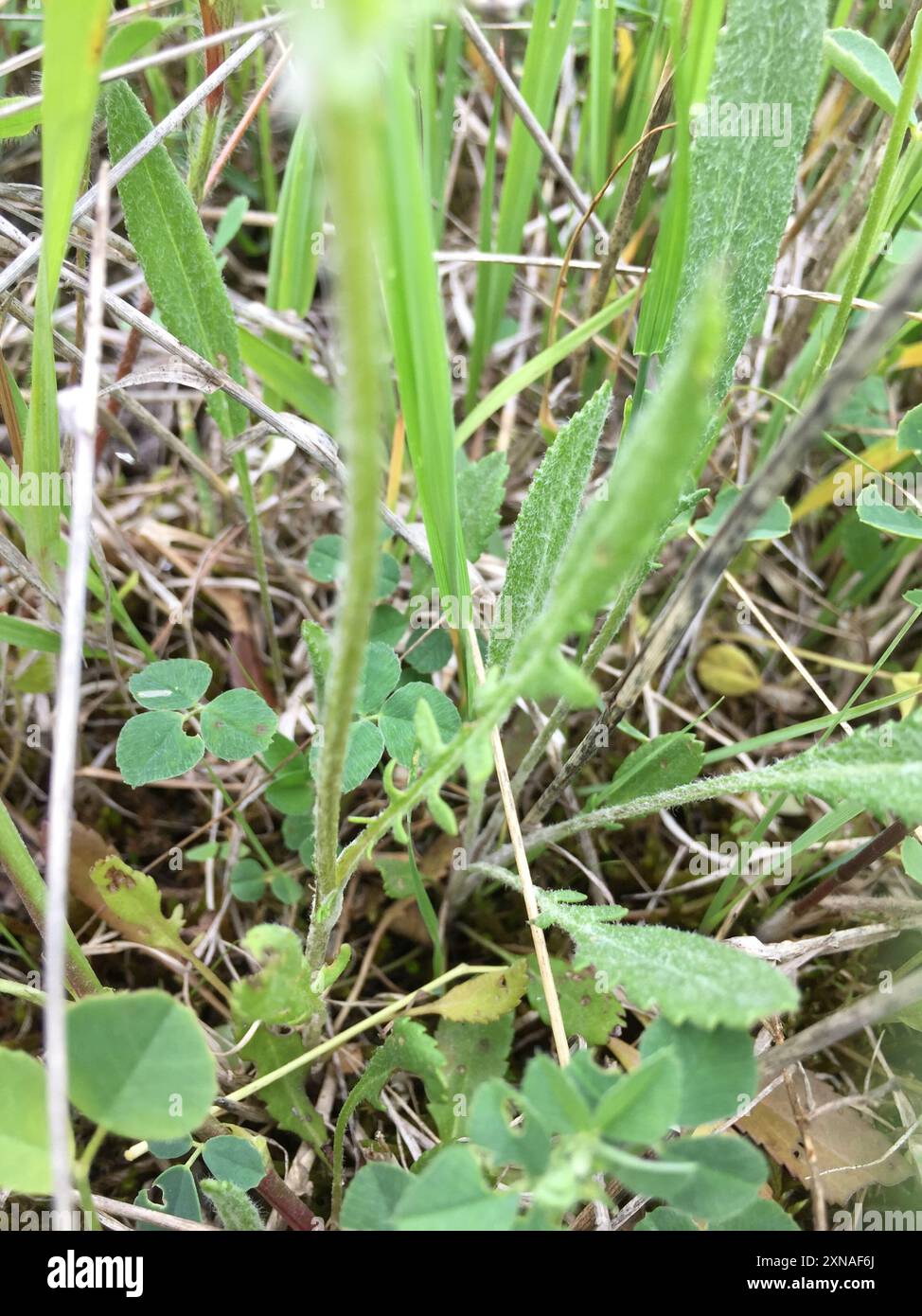 balsam ragwort (Packera paupercula) Plantae Stock Photo - Alamy