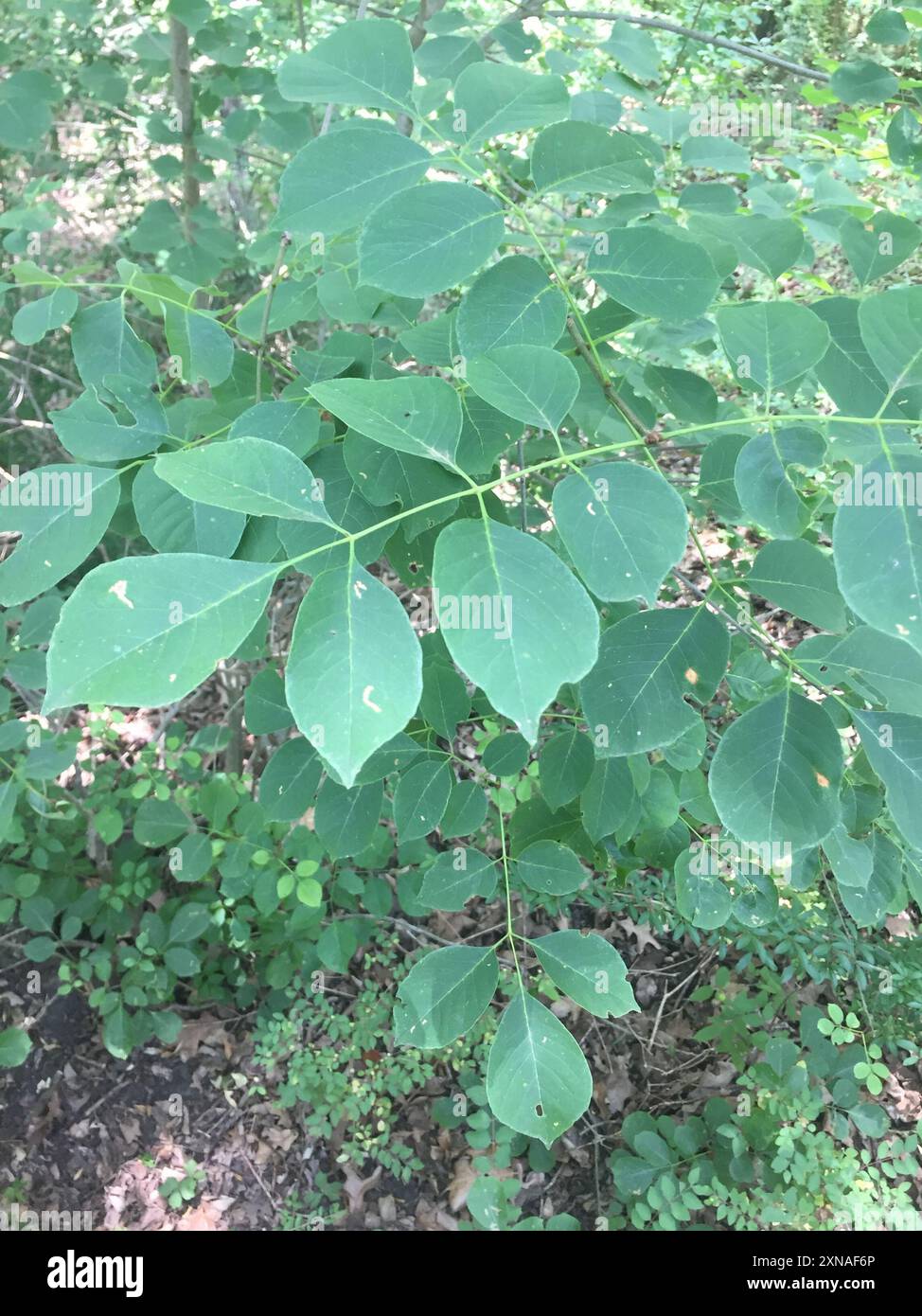 Texas ash (Fraxinus albicans) Plantae Stock Photo - Alamy