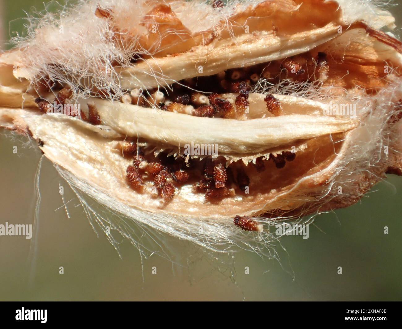 woolly frog's-mouth (Philydrum lanuginosum) Plantae Stock Photo - Alamy