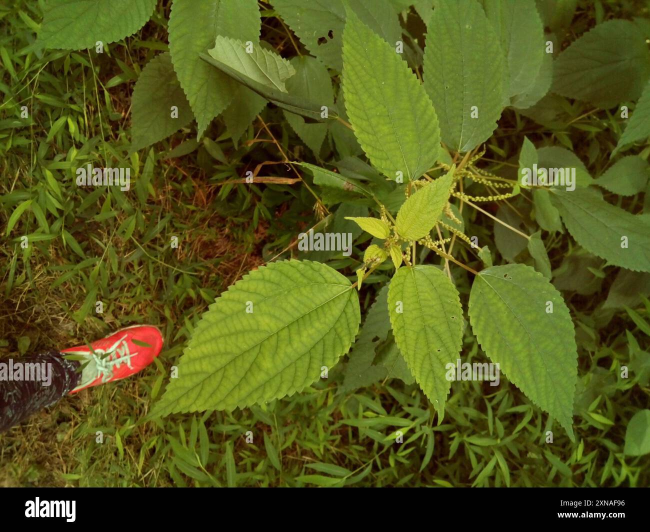 nettle family (Urticaceae) Plantae Stock Photo - Alamy