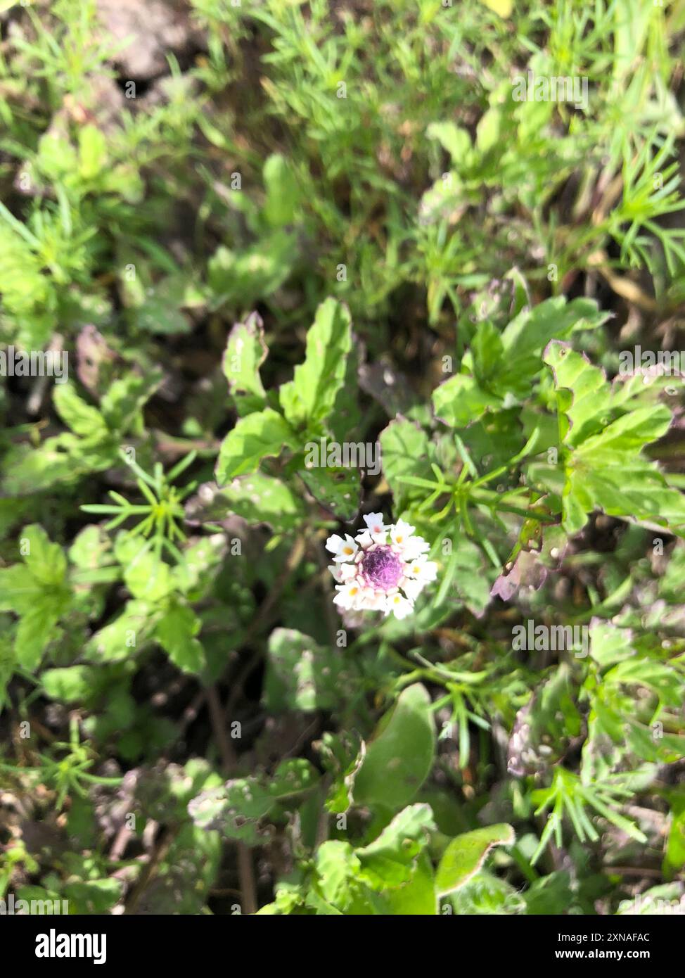 turkey tangle frogfruit (Phyla nodiflora) Plantae Stock Photo - Alamy