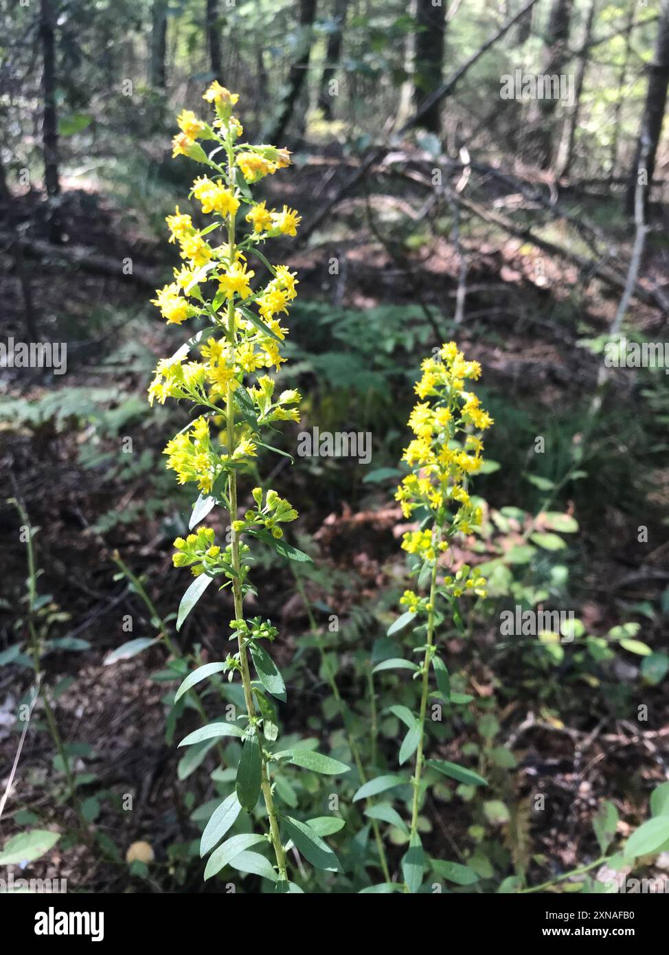 Downy Goldenrod (Solidago puberula) Plantae Stock Photo - Alamy