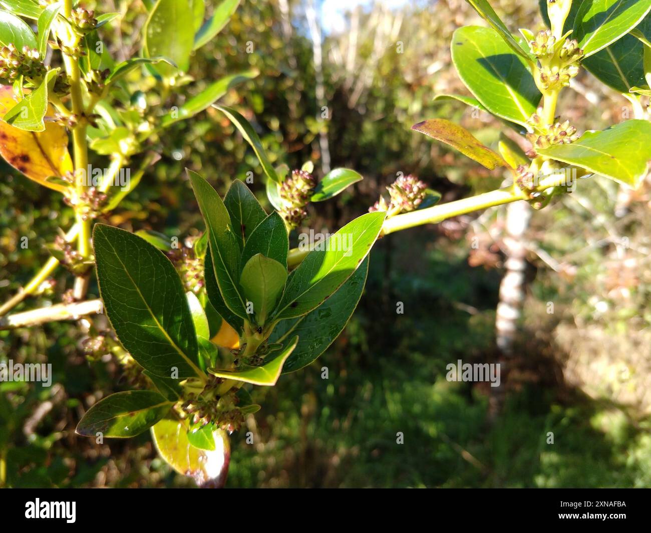 Karamu (Coprosma robusta) Plantae Stock Photo - Alamy