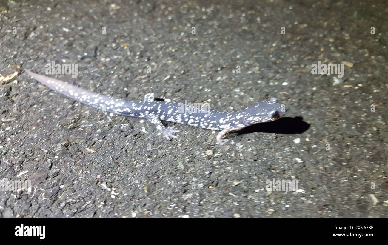 Western slimy salamander hi-res stock photography and images - Alamy