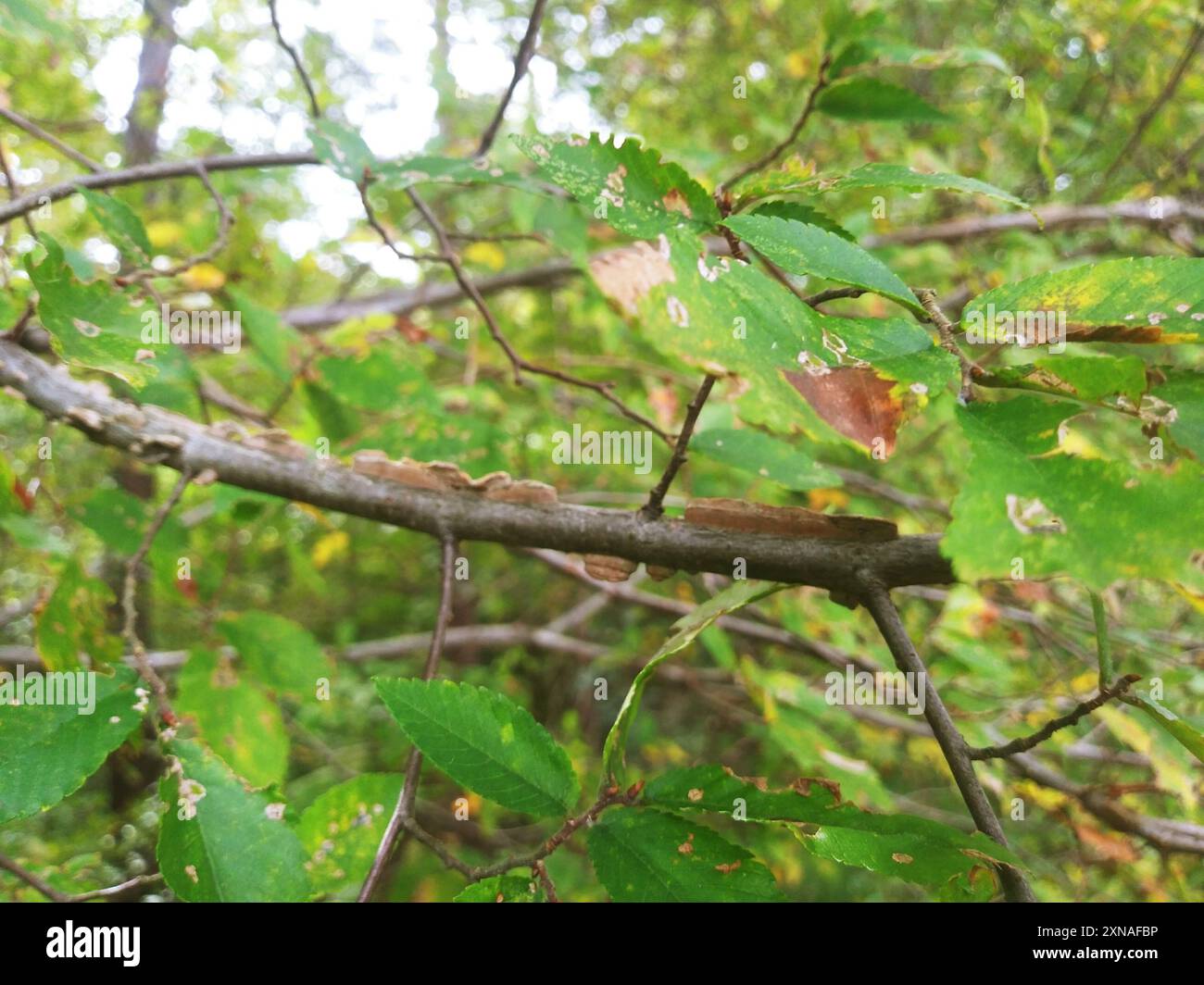 Winged Elm (Ulmus alata) Plantae Stock Photo - Alamy