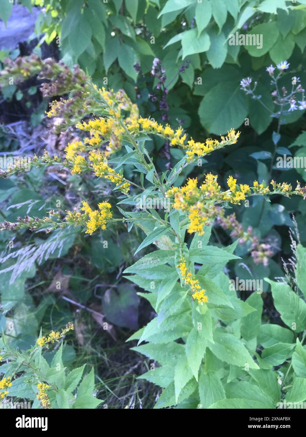 common wrinkle-leaved goldenrod (Solidago rugosa) Plantae Stock Photo ...