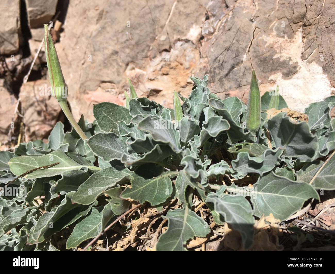 shortfruit evening primrose (Oenothera brachycarpa) Plantae Stock Photo ...