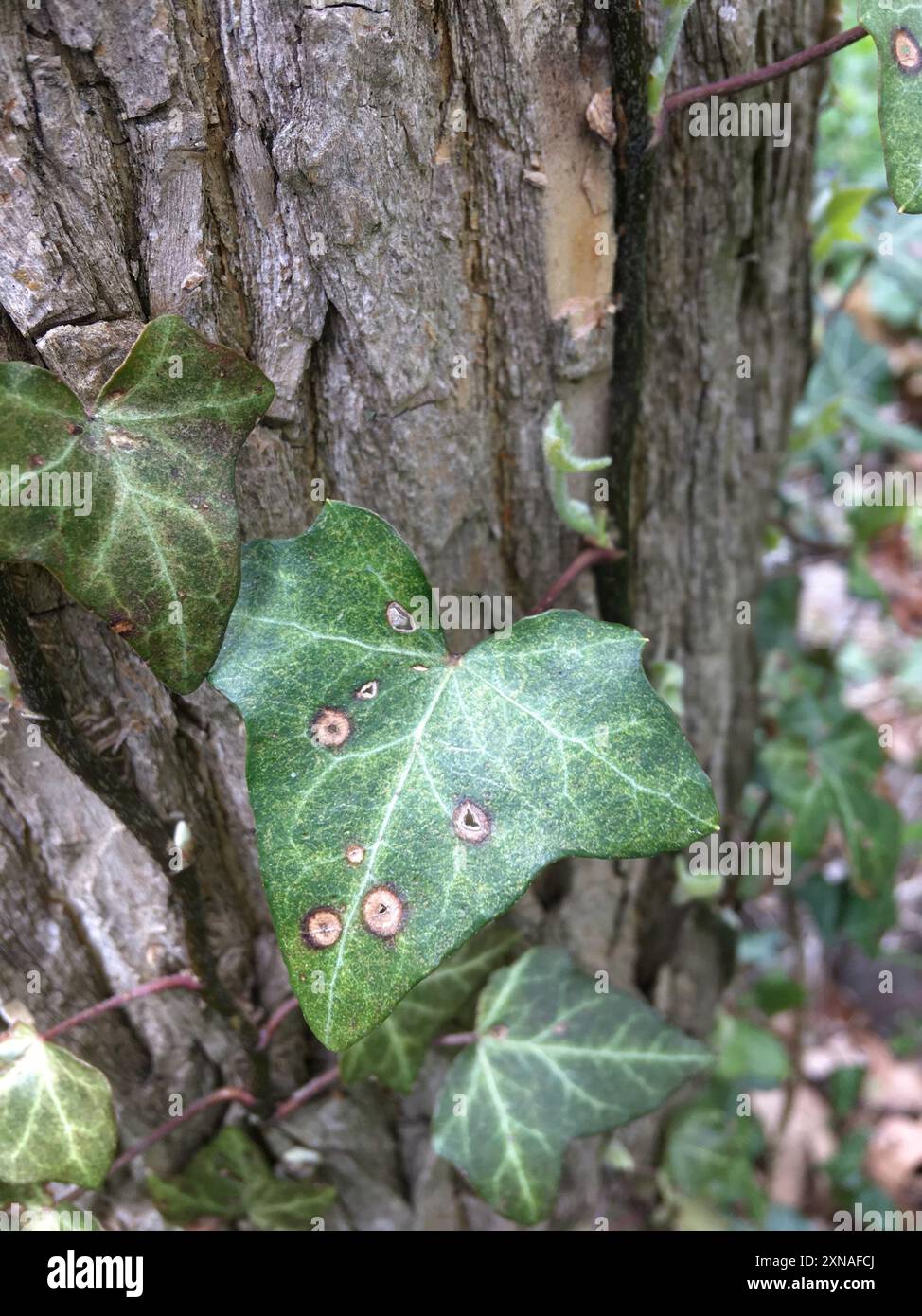 common ivy (Hedera helix) Plantae Stock Photo - Alamy