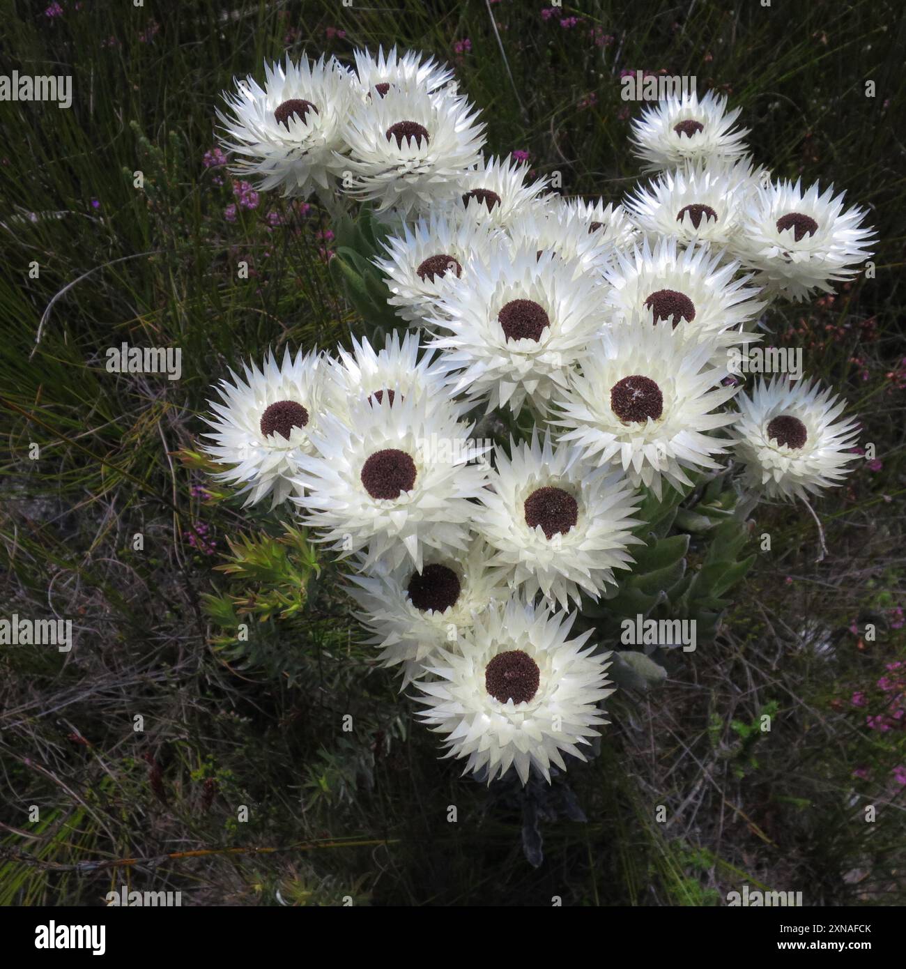 Cape Snow (Syncarpha vestita) Plantae Stock Photo - Alamy