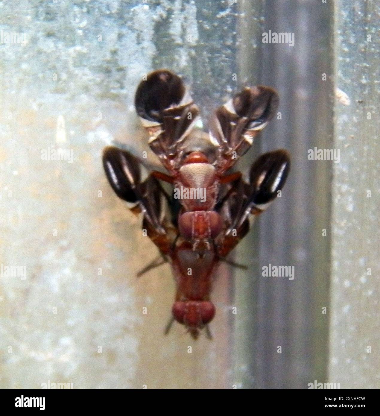 Common Picture-winged Fly (Delphinia picta) Insecta Stock Photo - Alamy
