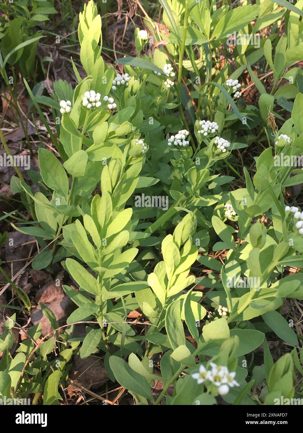 bastard toadflax (Comandra umbellata) Plantae Stock Photo - Alamy