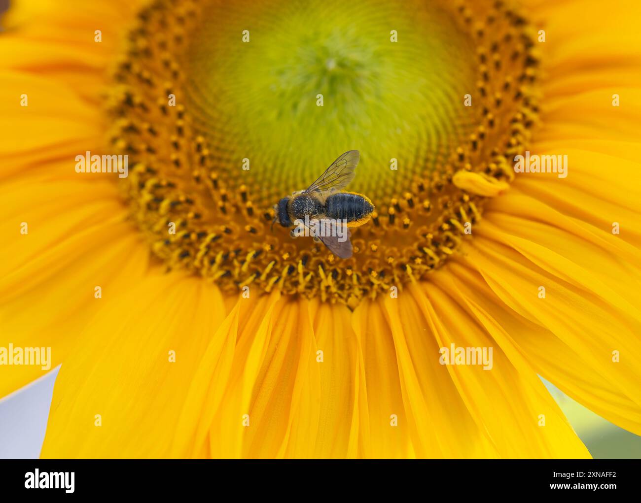 Wimbledon, London, UK. 31st July, 2024. A hot morning in London. Bees ...