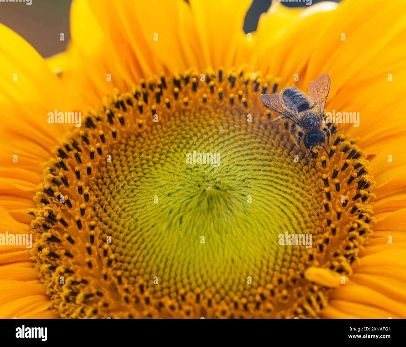 Wimbledon, London, UK. 31st July, 2024. A hot morning in London. Bees ...
