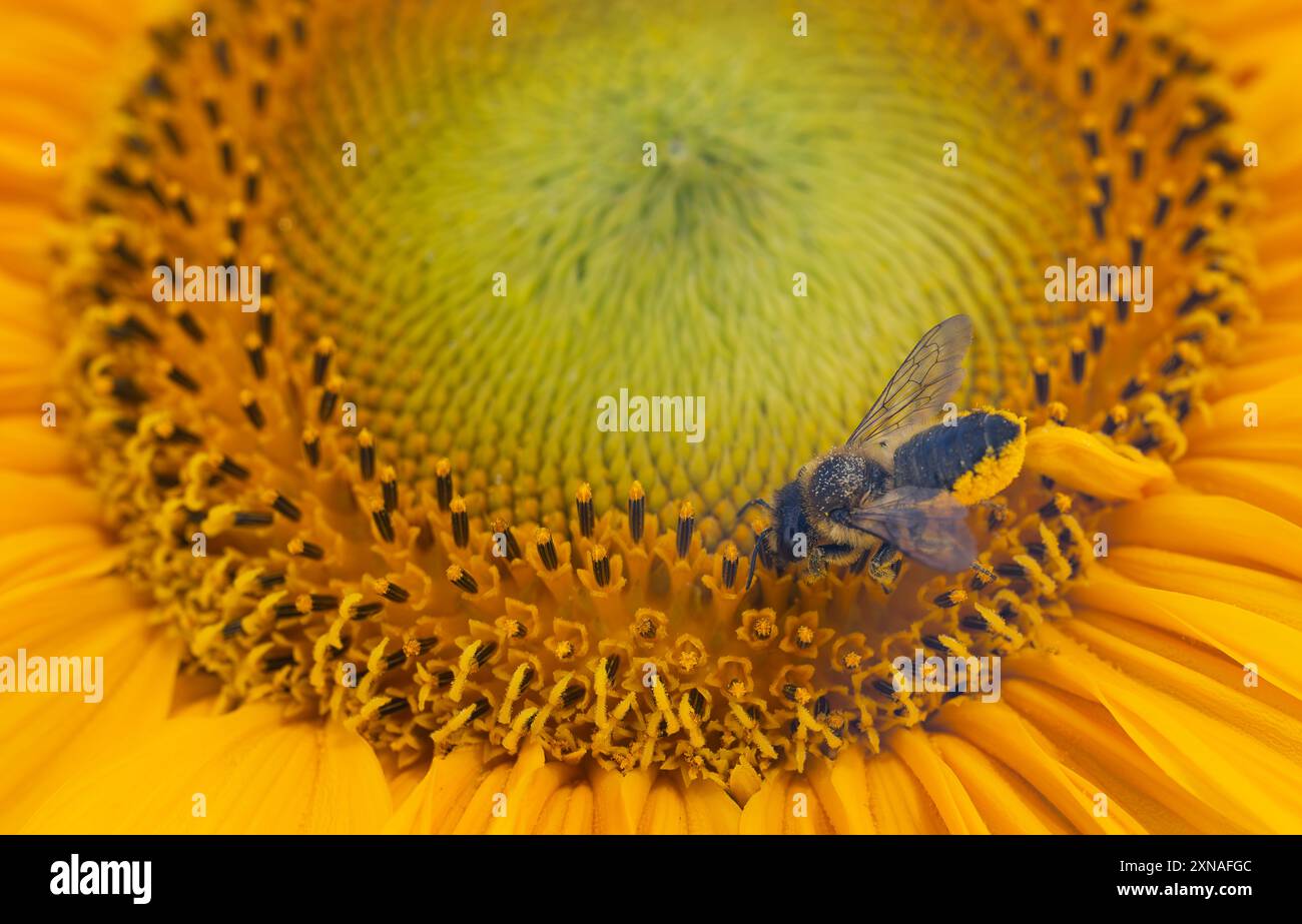 Wimbledon, London, UK. 31st July, 2024. A hot morning in London. Bees attracted to Sunflowers ...