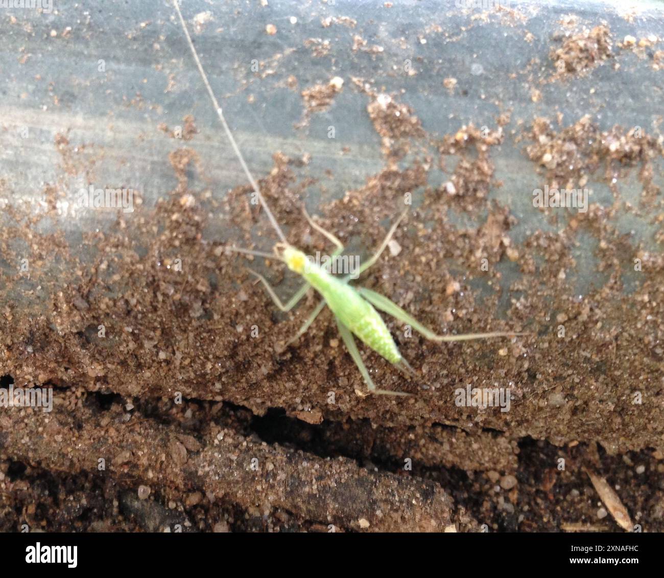 Common Tree Crickets (Oecanthus) Insecta Stock Photo - Alamy