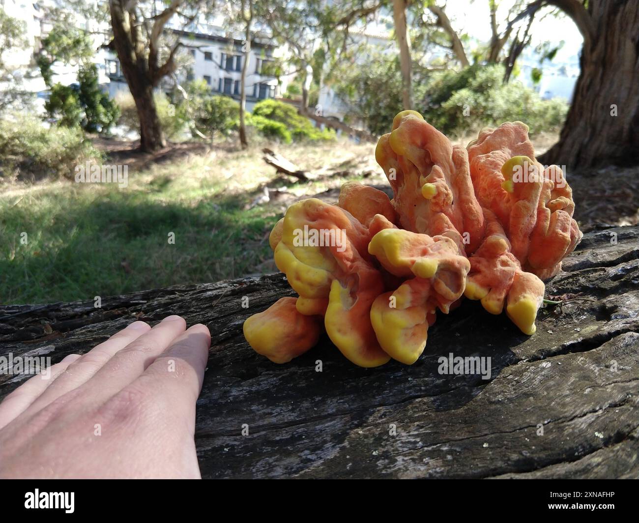 Western Hardwood Sulphur Shelf (Laetiporus gilbertsonii) Fungi Stock ...