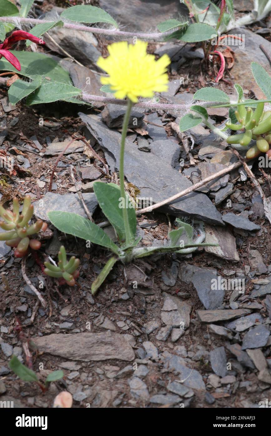 mouse-eared hawkweed (Pilosella officinarum) Plantae Stock Photo - Alamy