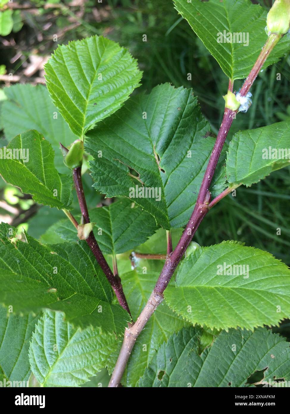 green alder (Alnus alnobetula) Plantae Stock Photo - Alamy