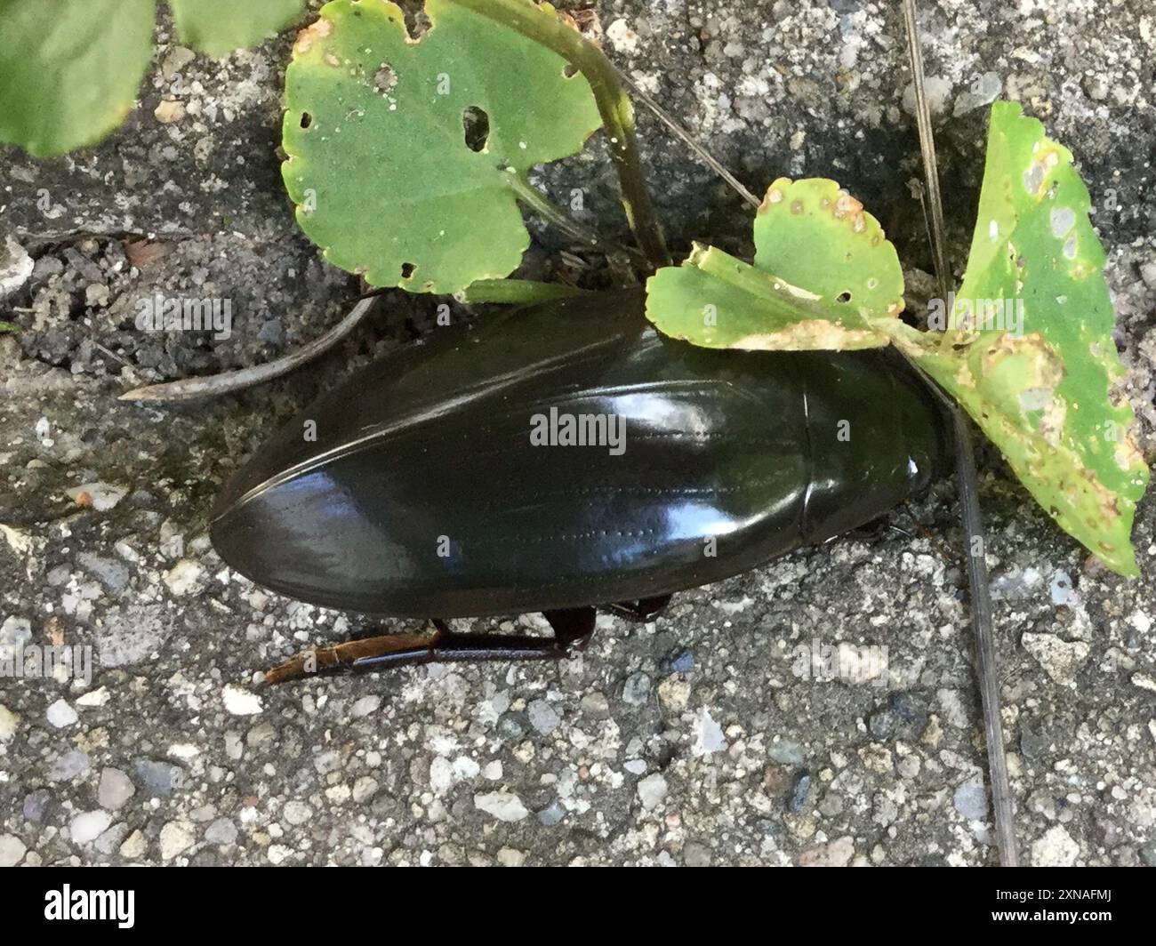 Giant Water Scavenger Beetle (Hydrophilus triangularis) Insecta Stock ...
