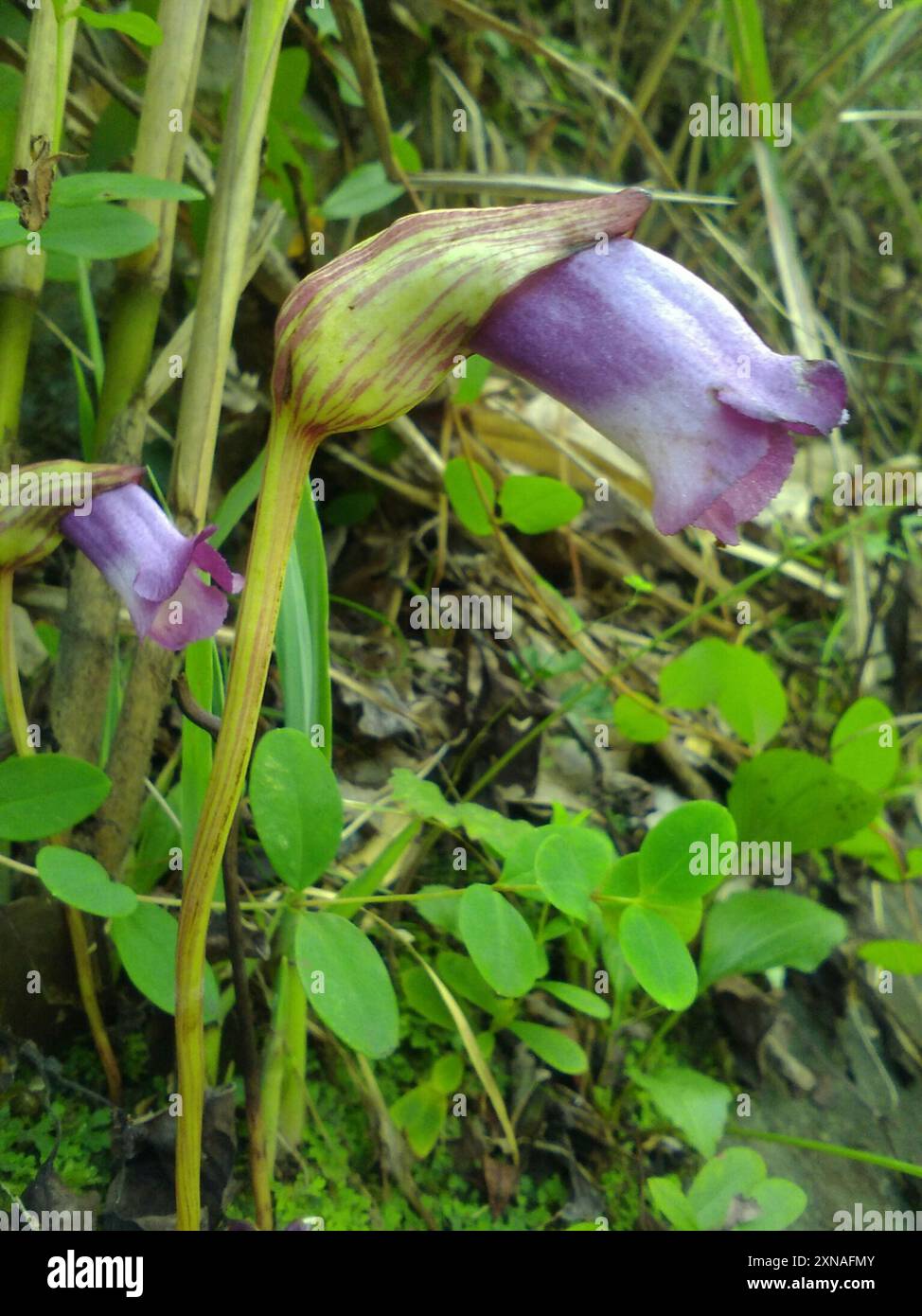 Indian Broomrape (Aeginetia indica) Plantae Stock Photo - Alamy