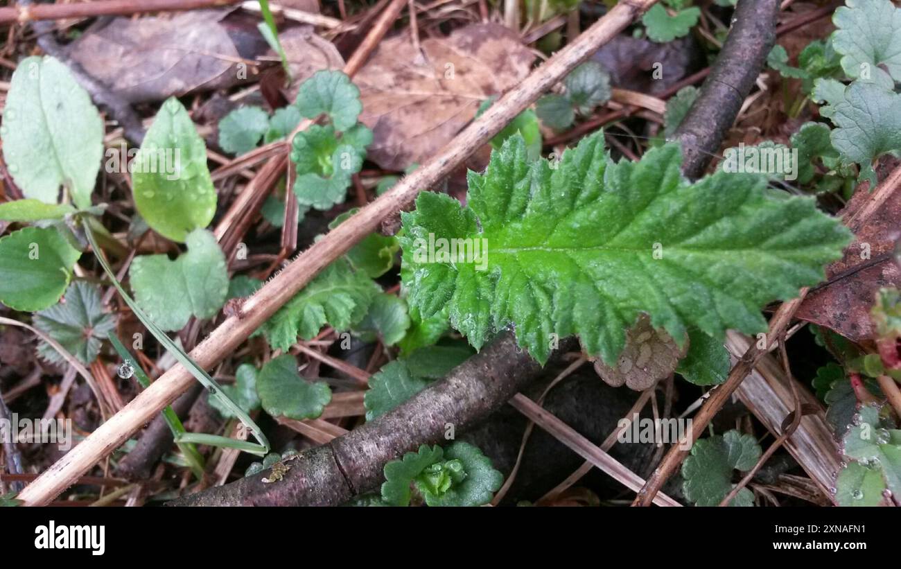 plants (Plantae) Plantae Stock Photo - Alamy