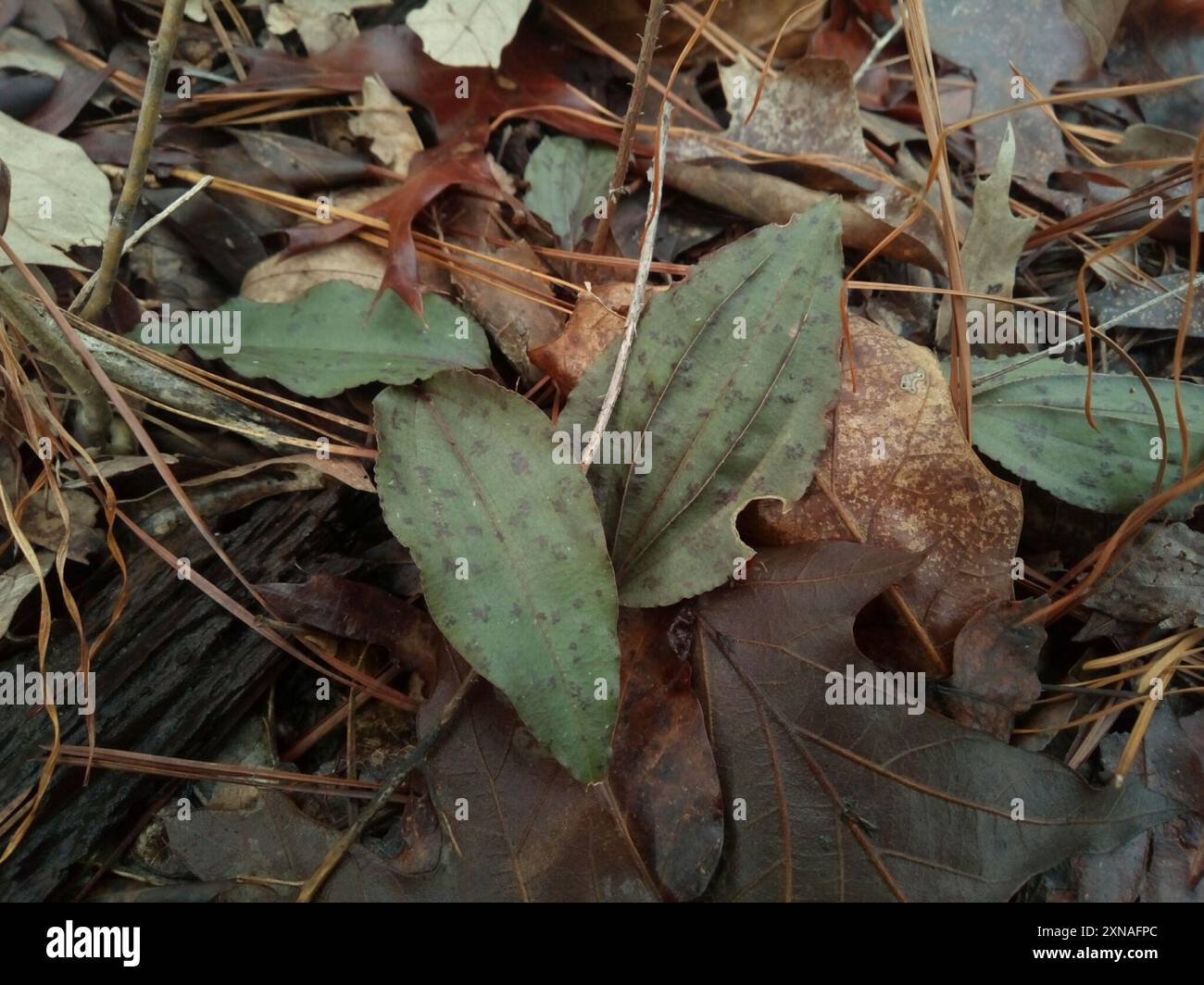 crane-fly orchid (Tipularia discolor) Plantae Stock Photo - Alamy