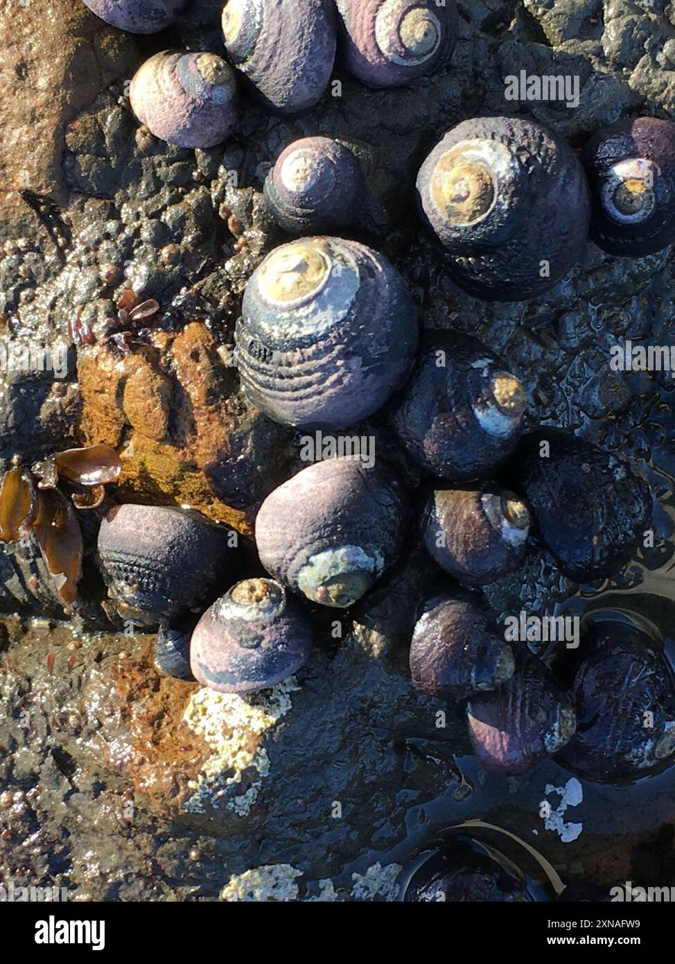 Black Tegula (Tegula funebralis) Mollusca Stock Photo - Alamy