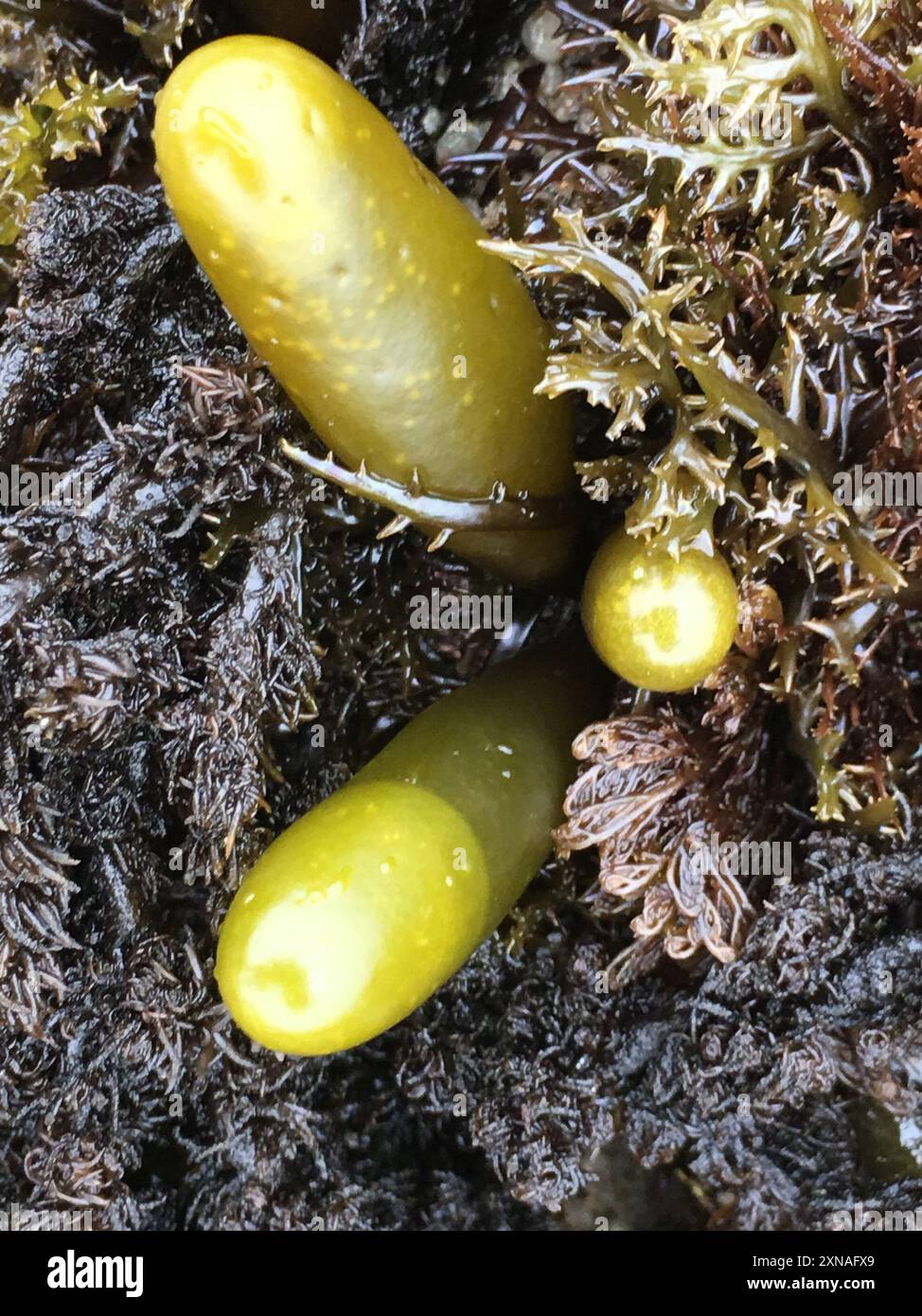 Sea Sacks (Halosaccion glandiforme) Plantae Stock Photo - Alamy