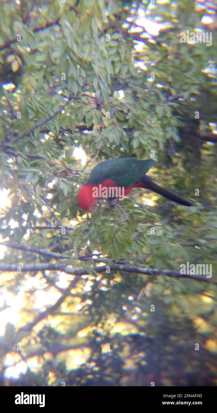 Australian King Parrot (Alisterus scapularis) Aves Stock Photo - Alamy
