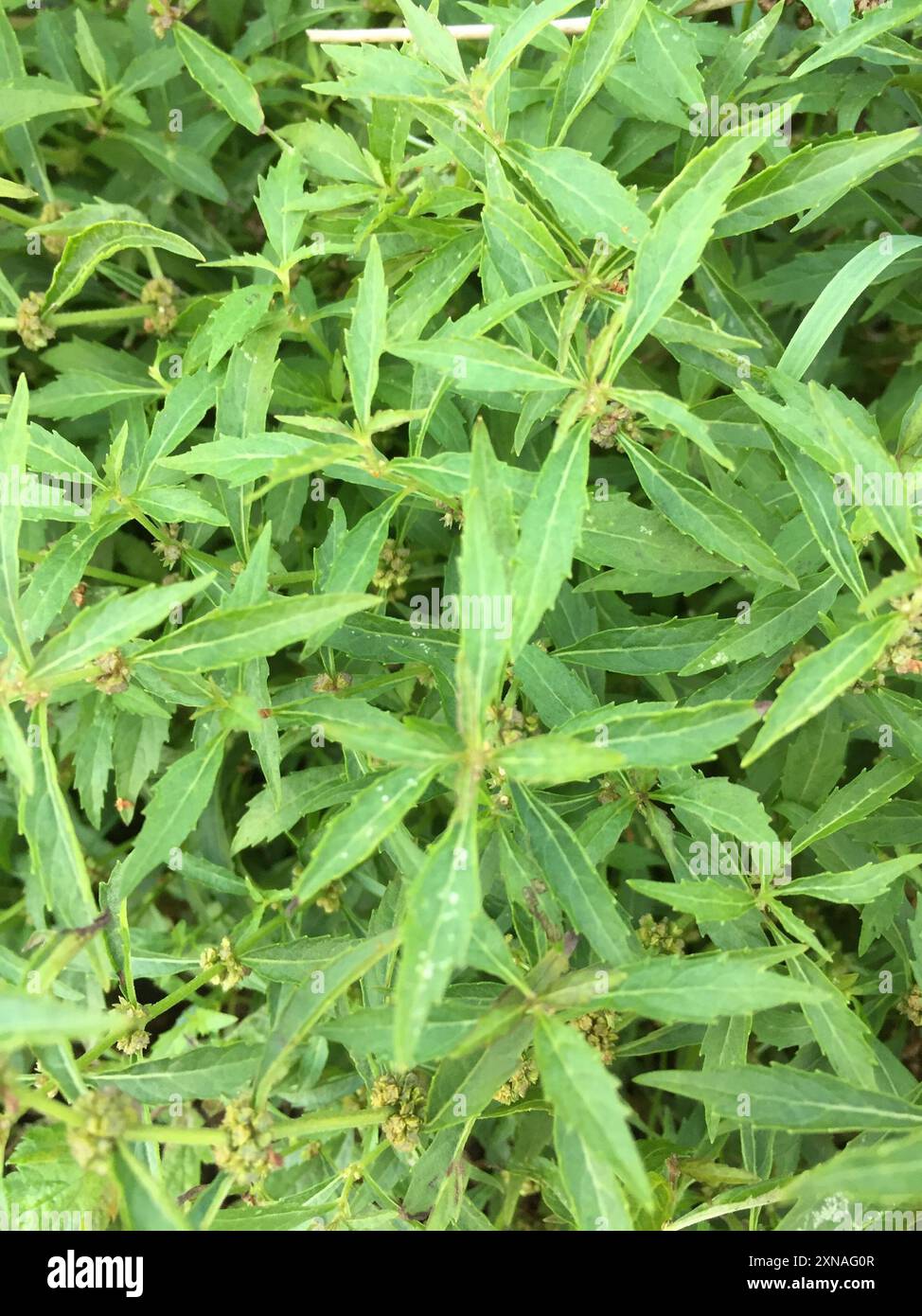 northern bugleweed (Lycopus uniflorus) Plantae Stock Photo - Alamy