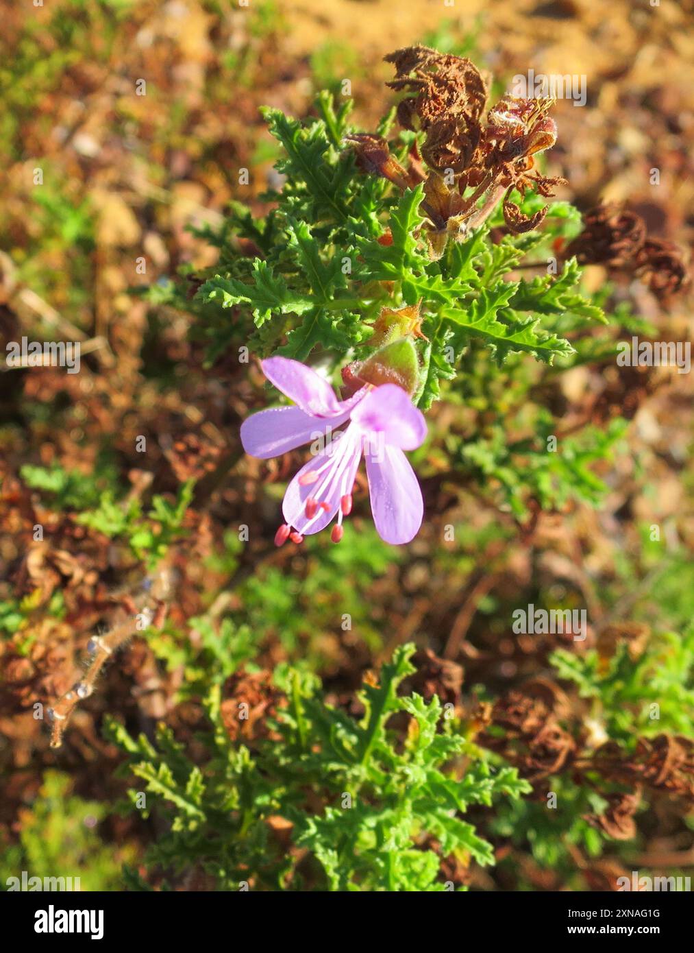 oak-leaved geranium (Pelargonium quercifolium) Plantae Stock Photo - Alamy