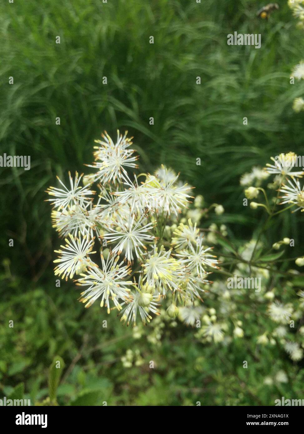 tall meadow-rue (Thalictrum pubescens) Plantae Stock Photo - Alamy