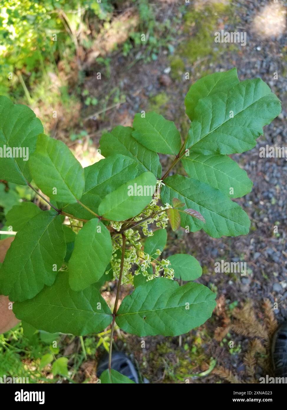 Pacific poison oak (Toxicodendron diversilobum) Plantae Stock Photo - Alamy