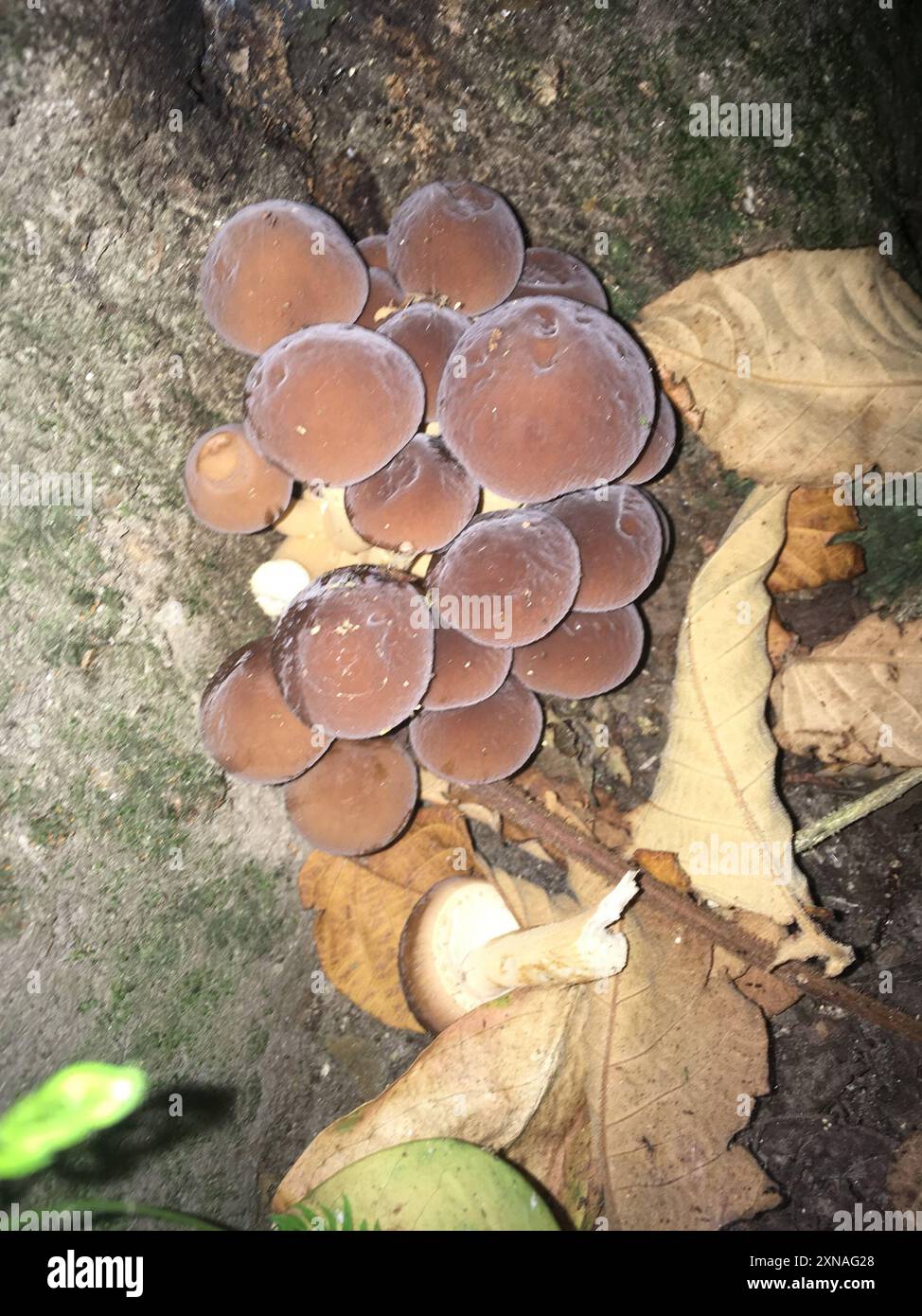 Cyclocybe parasitica hi-res stock photography and images - Alamy