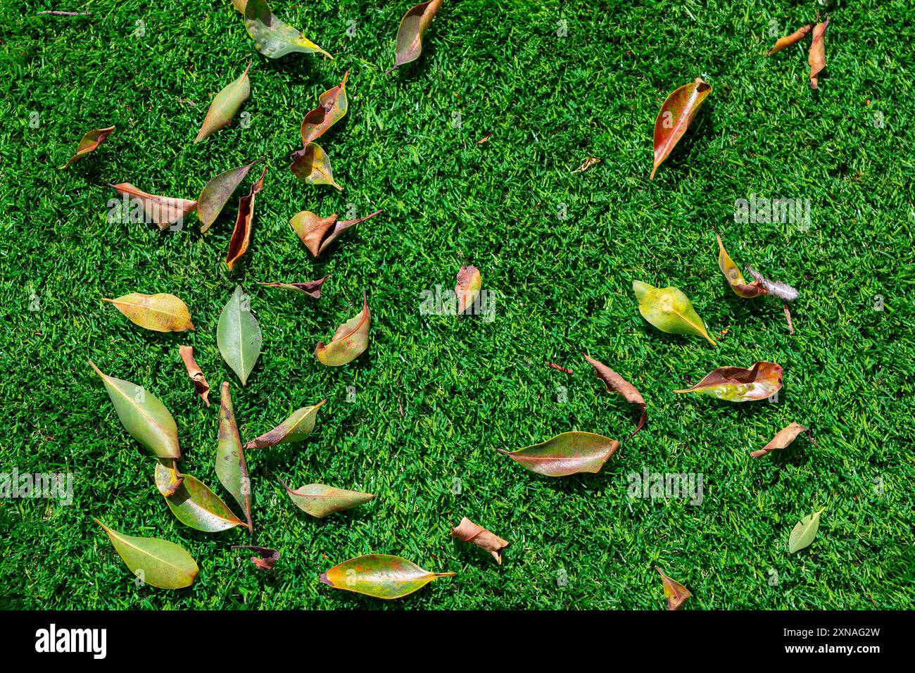 Green lawn with brown leaves scattered on it. Leaves are of different ...