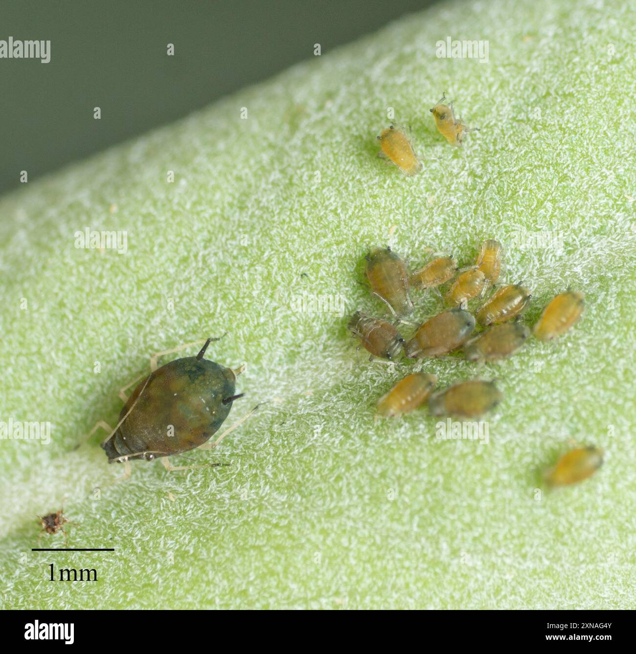Melon Aphid (Aphis gossypii) Insecta Stock Photo - Alamy