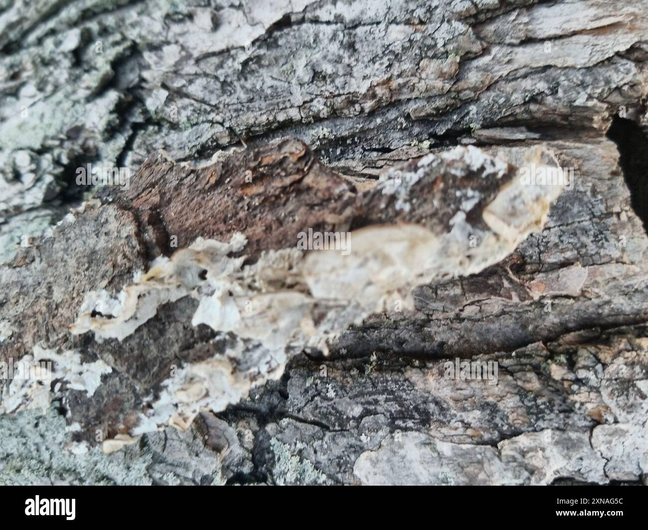 Milk-white Toothed Polypore (Irpex lacteus) Fungi Stock Photo - Alamy