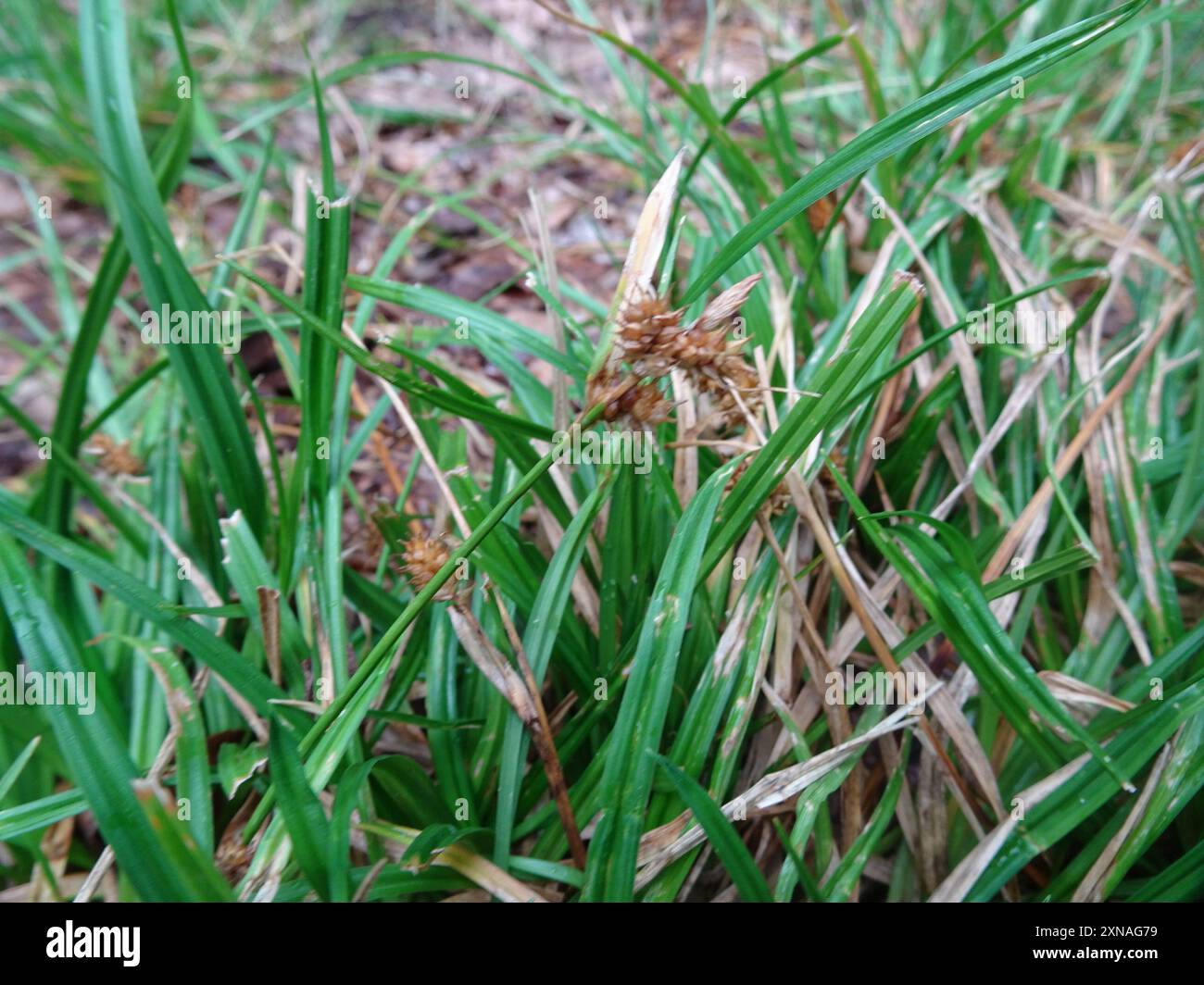 true sedges (Carex) Plantae Stock Photo - Alamy