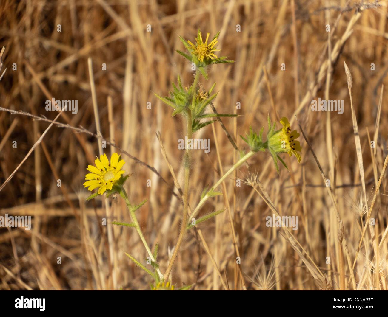 Spikeweed hi-res stock photography and images - Alamy